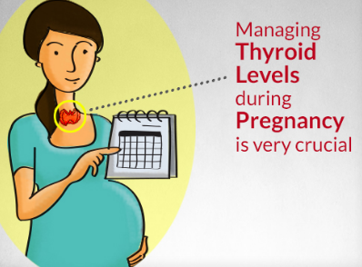 Thyroid Function During Pregnancy - Heartfed